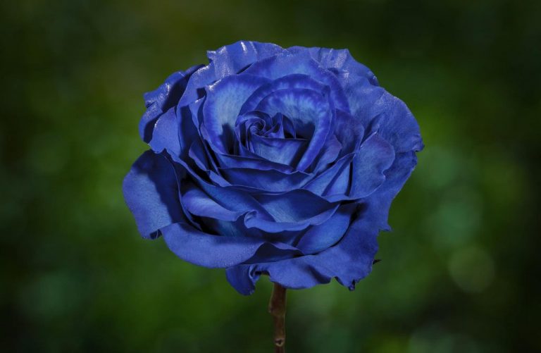 Anniroses – Ecuadorian roses